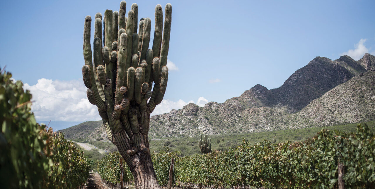 Fincas | El Porvenir